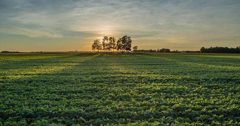 Lord Cultural Resources